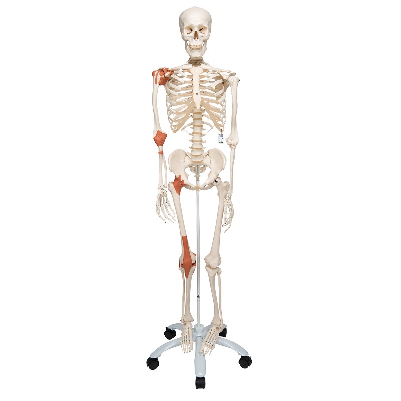 'Leo' Skeleton Model w/ Ligaments & Stand | Health and Care